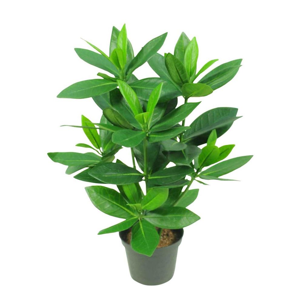 Mini Bay Leaf Potted Plant | House of Isabella AU