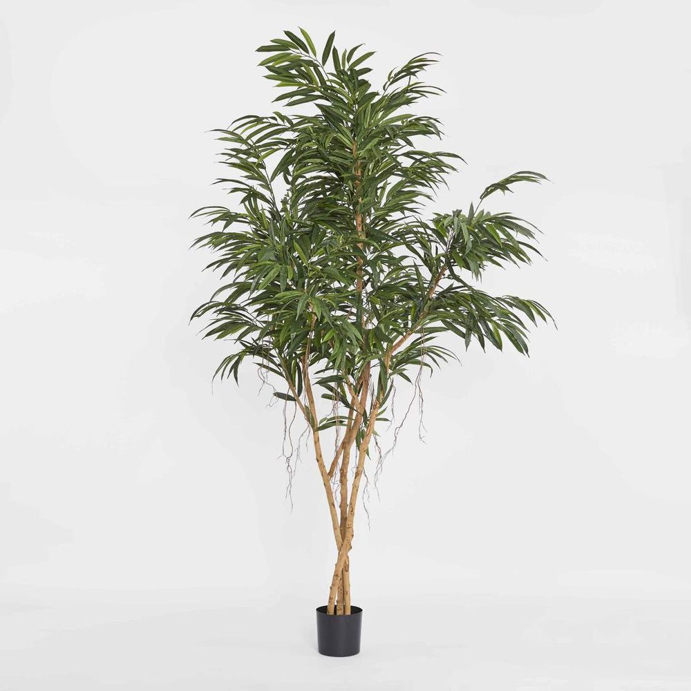 210cm Longifolia Tree | House of Isabella AU