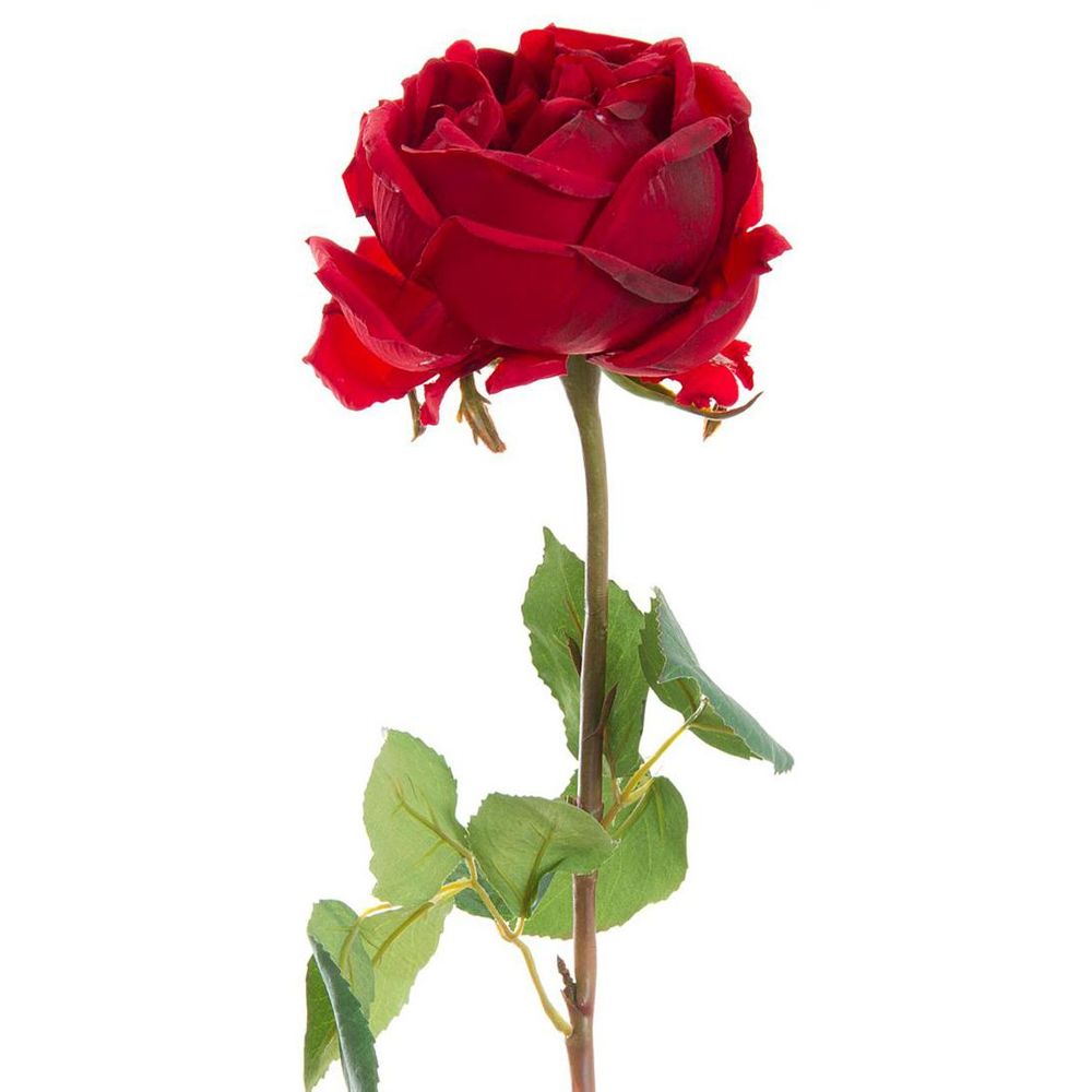 York Rose Short Stem 52cm Red | House of Isabella AU